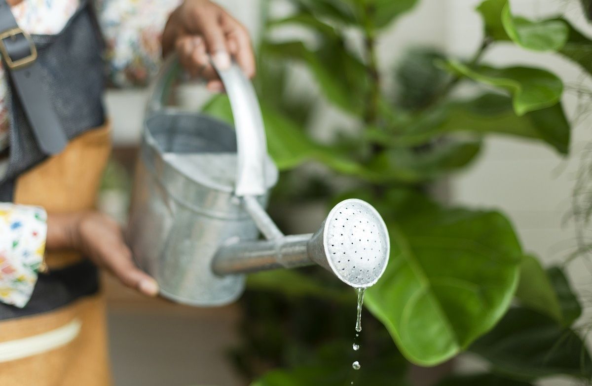 Perfecting Watering For 5 Gallon Autoflower Plants - WSE USA