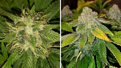 10 Lowest Odor Cannabis Strains For Stealthy Grows in 2024