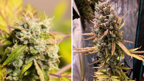 10 Short Growing Sativa Strains (2024 Update) - WSE USA