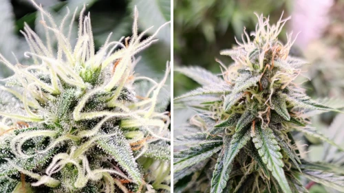 Autoflower Life Cycle With Week by Week Pictures - WSE