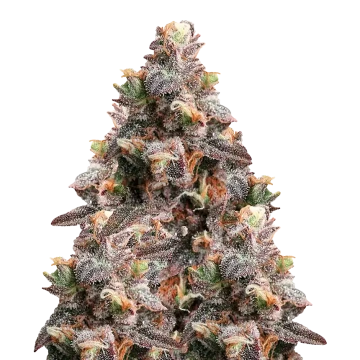 Pink Rozay Graines Auto - WeedSeedsExpress France