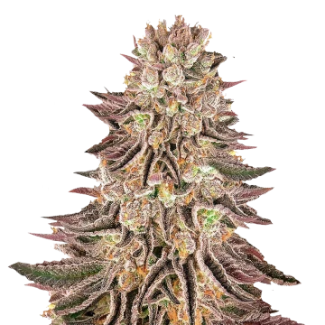 Red Devil Autoflower Seeds - WeedSeedsExpress