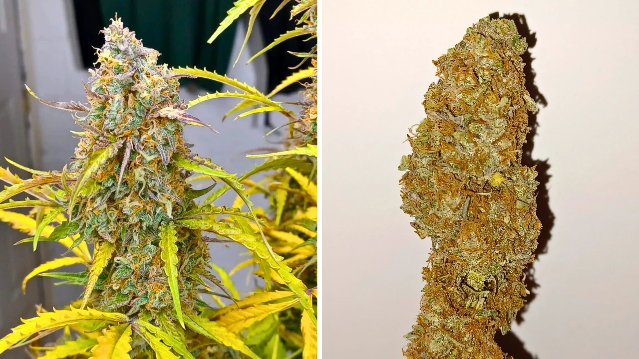 5 Snelste Autoflower Cannabis Strains - WSE NL
