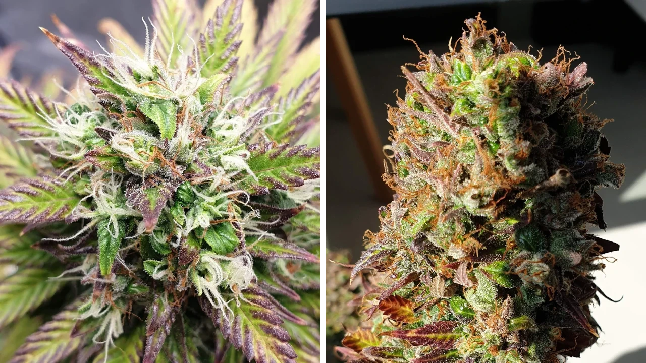 How Much Weed Does One Plant Yield? - WSE