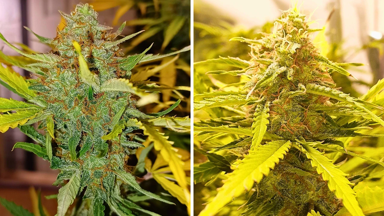 The 10 Strongest Autoflower Strains With Up To 37% THC - WSE
