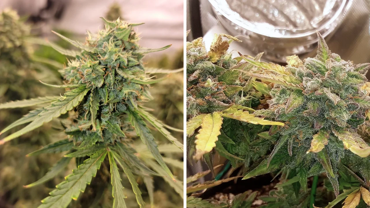 5 Highest Yielding Autoflowering Cannabis Strains - WSE