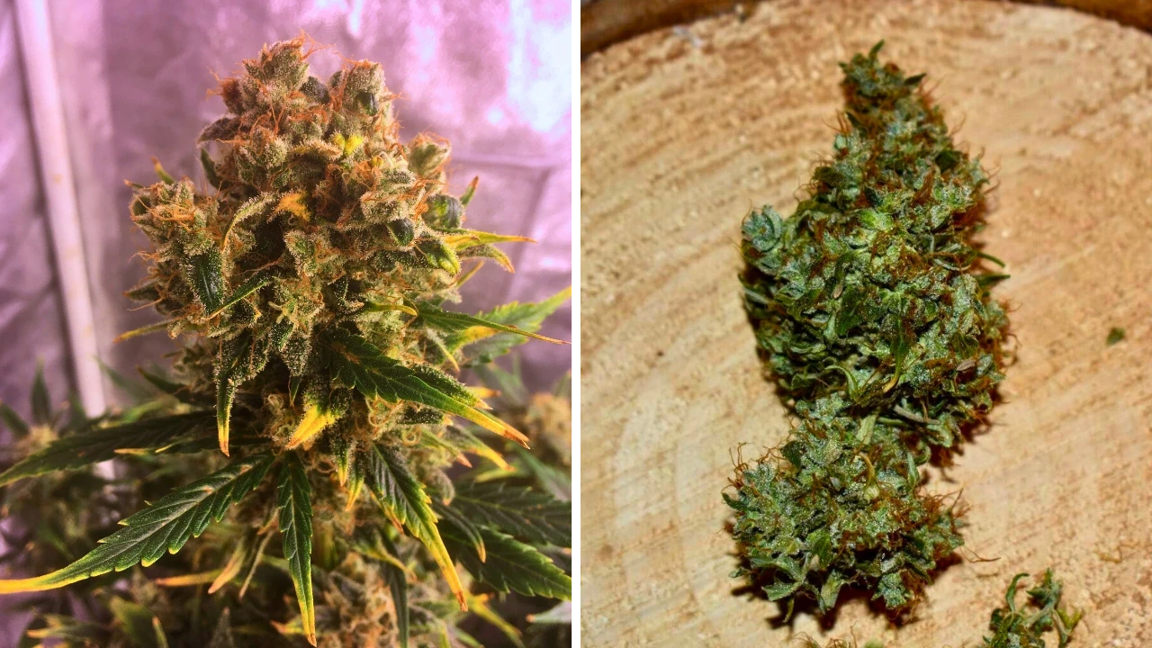 10 Of The Shortest Autoflower Strains - WSE