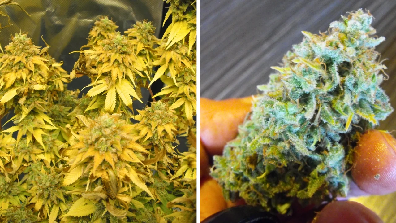 Top 10 Kush Strains Of All Time! - WSE USA